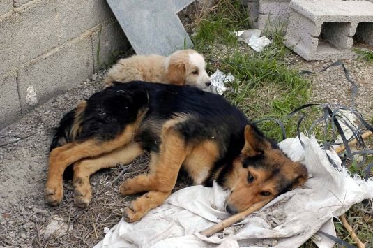 Επι τάπητος το θέμα των αδέσποτων ζώων στο Δήμο Δράμας | dramini