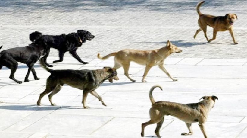 Μεγάλο θέμα με τα αδέσποτα σκυλιά στην Ξάνθη: 856 επιθέσεις από το 2014 ...
