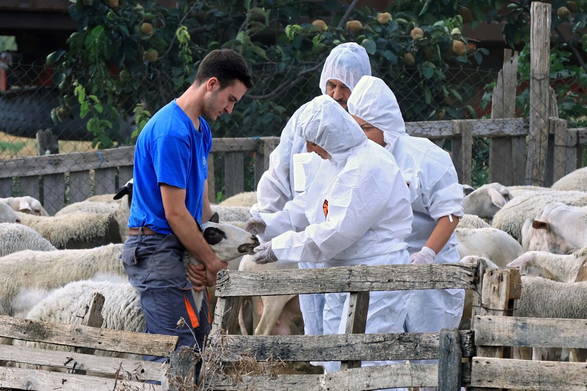 ΠΑΜΘ: Παρέμβαση Χ.Τοψίδη για άμεση οικονομική στήριξη των κτηνοτροφικών ...